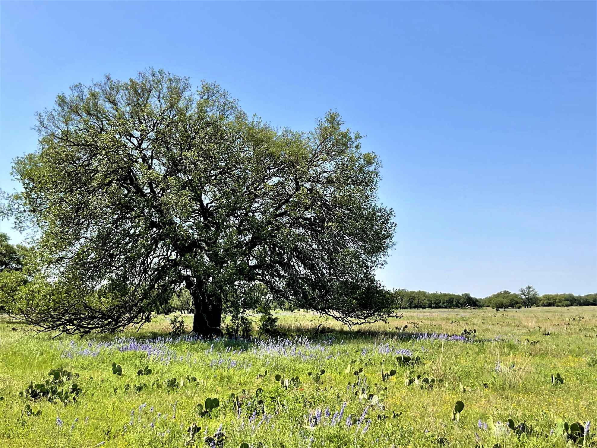 The 140 Ranch - Texas Ranches for Sale - Texas Ranch Brokers