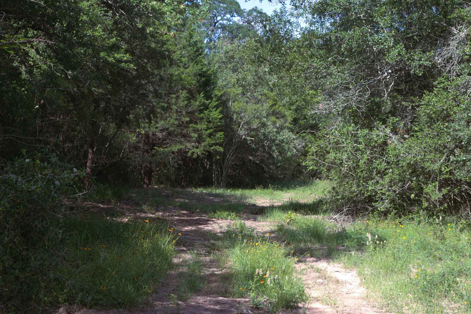 WILDWOOD RANCHES TRACT 2 - Texas Ranches for Sale - Texas Ranch Brokers